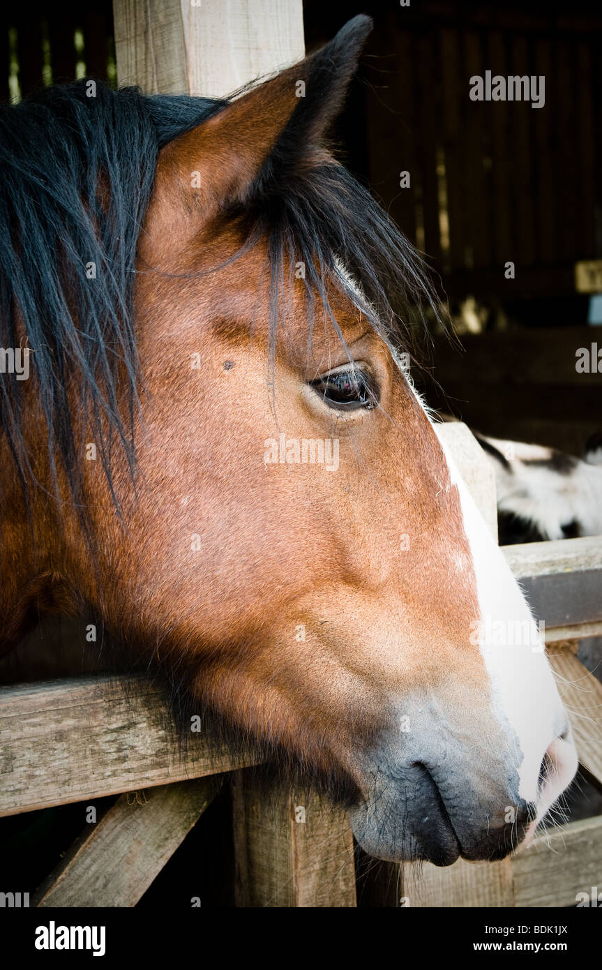 Horse in barn at Stonehurst Farm Stock Photo - Alamy