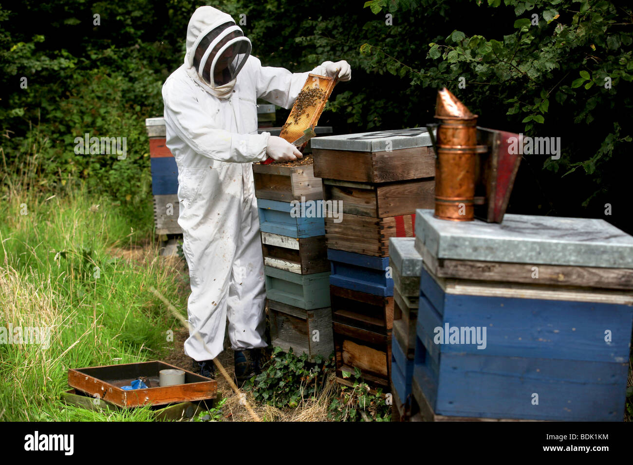 Beekeeper in Somerset, UK Stock Photo - Alamy