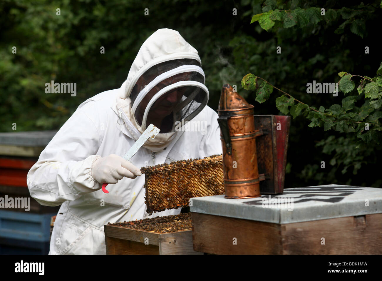 Bee swarm beekeeper hi-res stock photography and images - Alamy