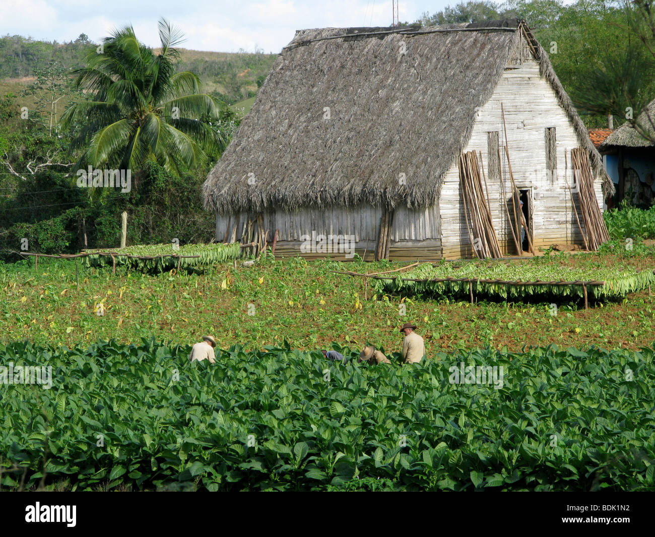 Cigar production hi-res stock photography and images - Alamy