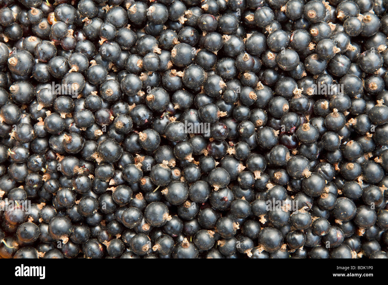 Black currant background Stock Photo - Alamy