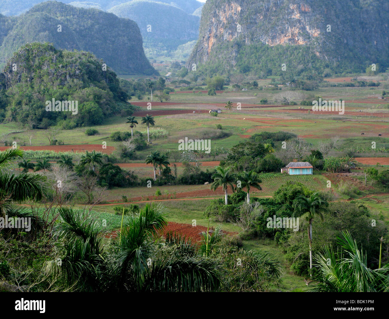 Tobacco fields for Pinar del Rio cigars among agricultural landscape ...