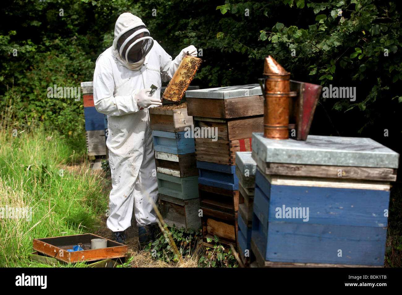 Beekeeper in Somerset, UK Stock Photo - Alamy