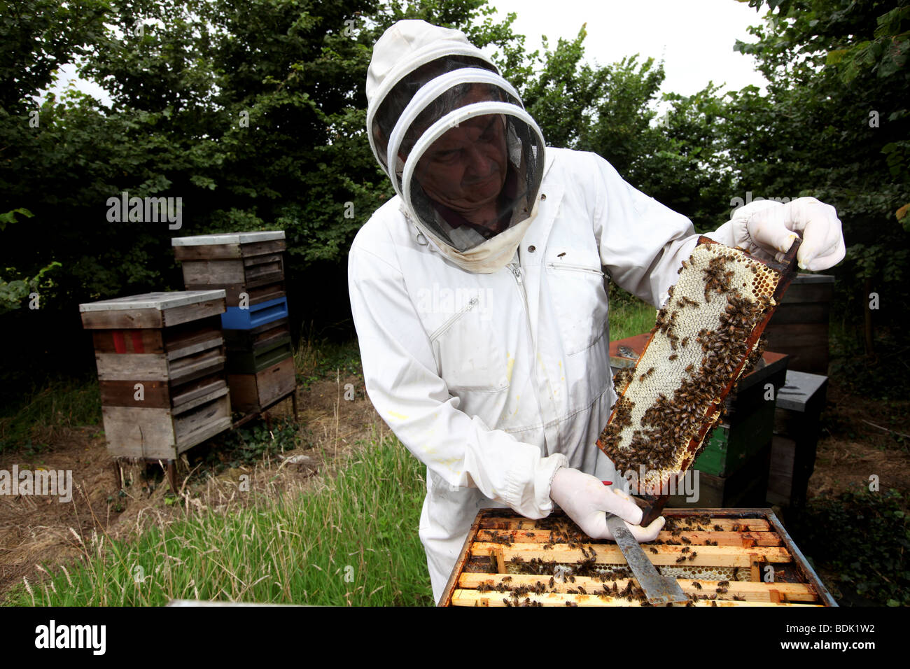 Beekeeper hi-res stock photography and images - Alamy