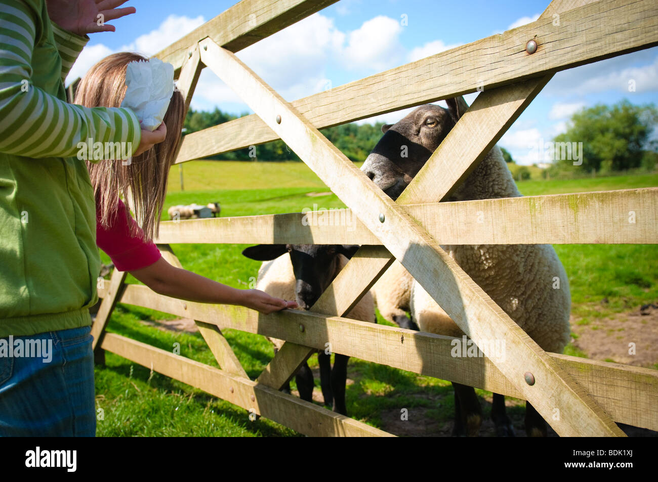 Sheep by gate at Stonehurst Farm Stock Photo - Alamy