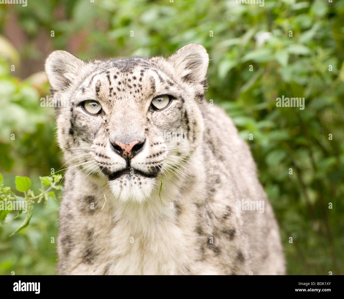 Breeding Clouded Leopard High Resolution Stock Photography and Images ...