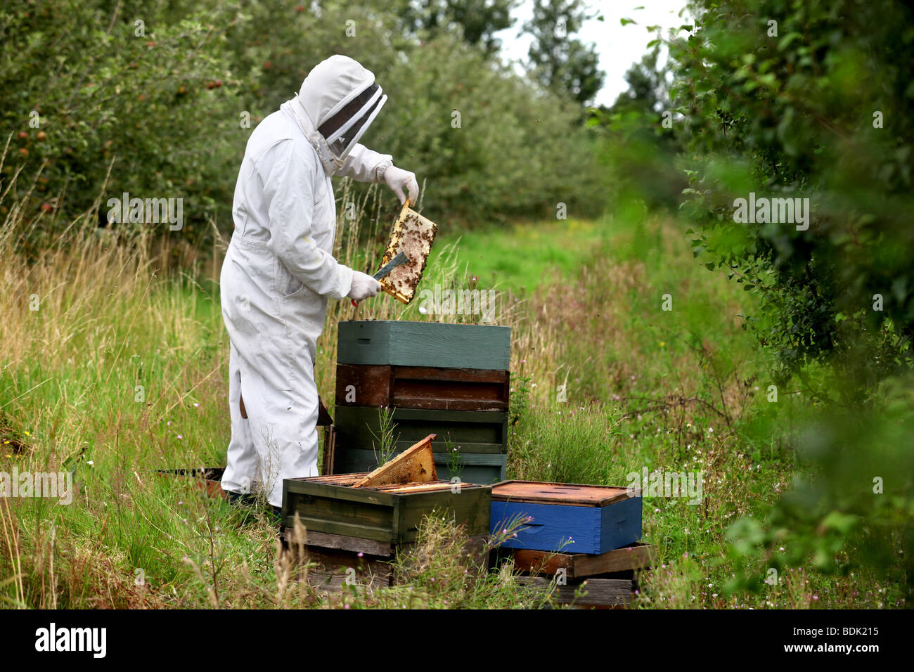 Beekeeper in Somerset, UK Stock Photo - Alamy