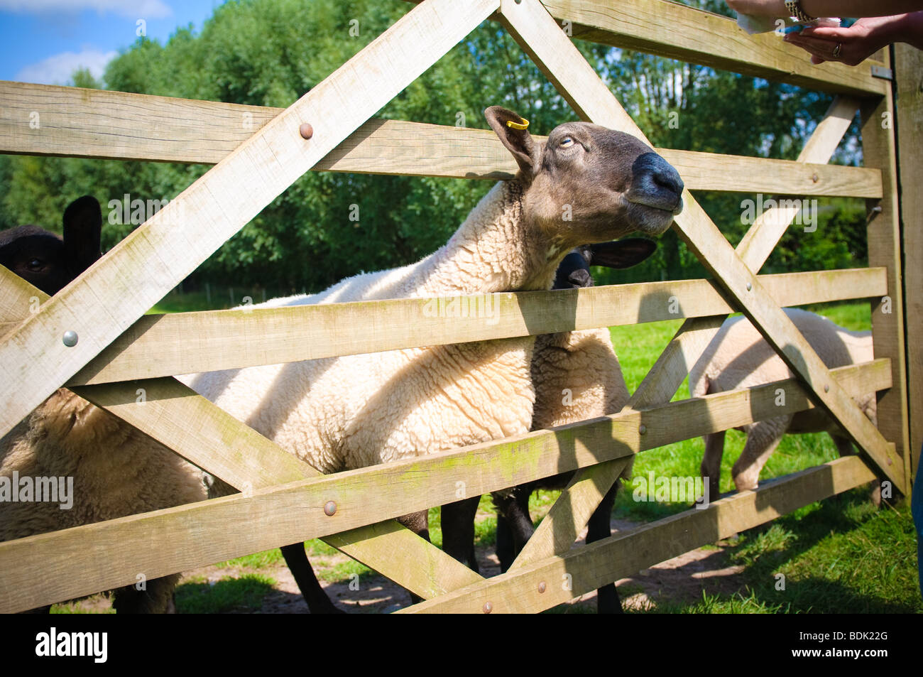 Sheep at Stonehurst Farm Stock Photo - Alamy