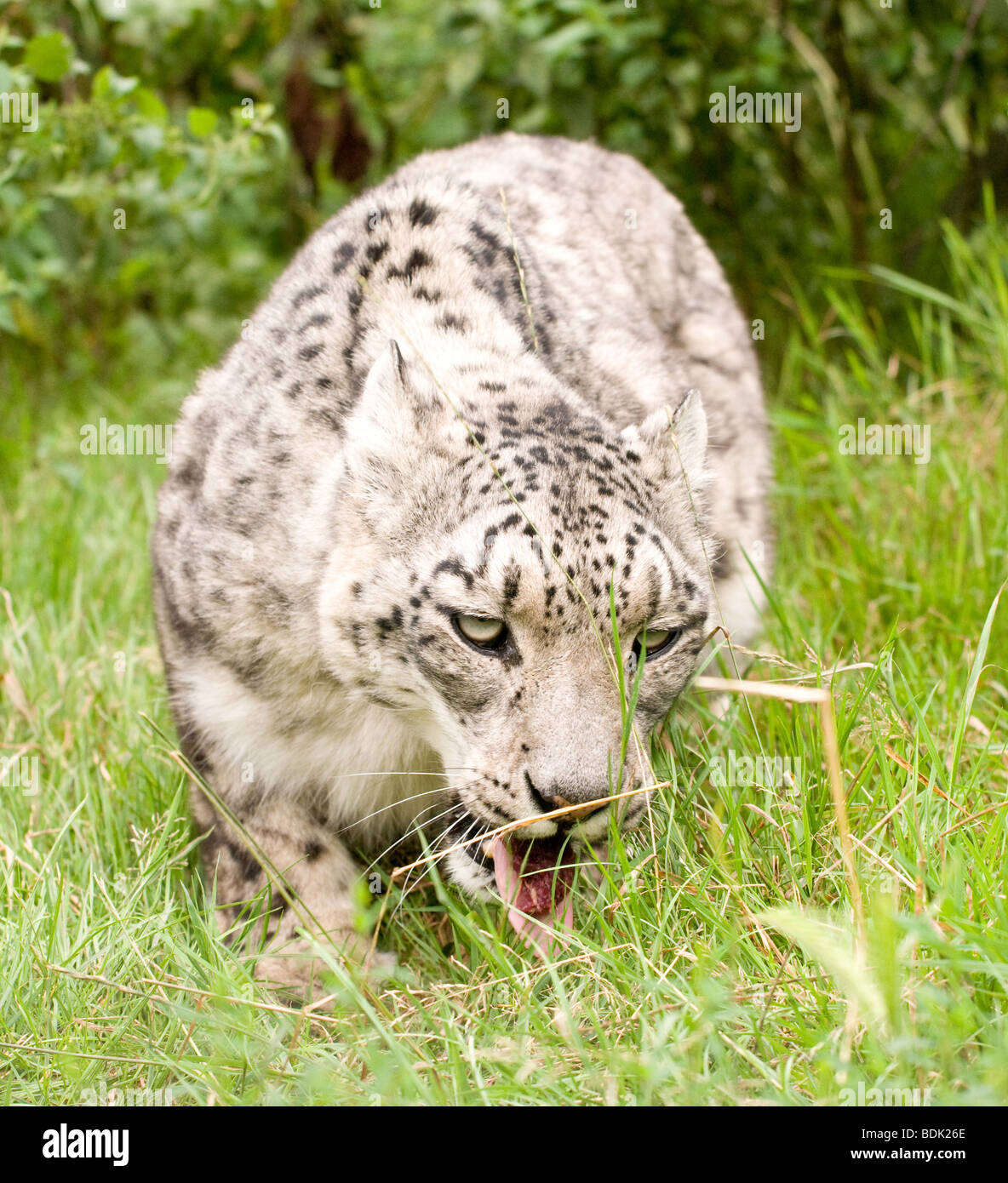 Clouded Leopard Cat High Resolution Stock Photography and Images - Alamy