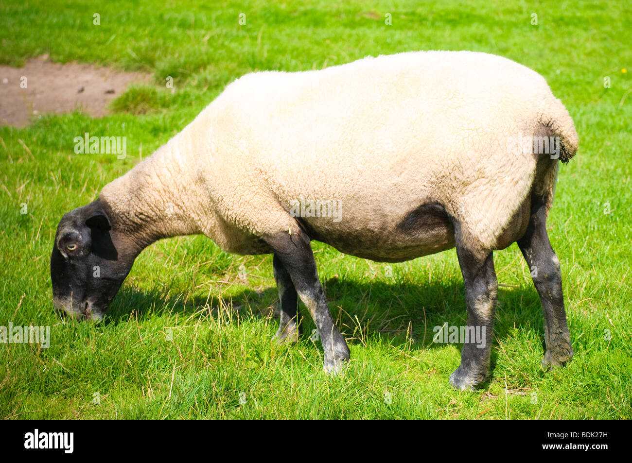 Sheep at Stonehurst Farm Stock Photo - Alamy