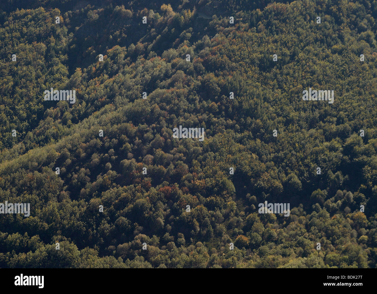 looking down on a forest of trees Stock Photo - Alamy