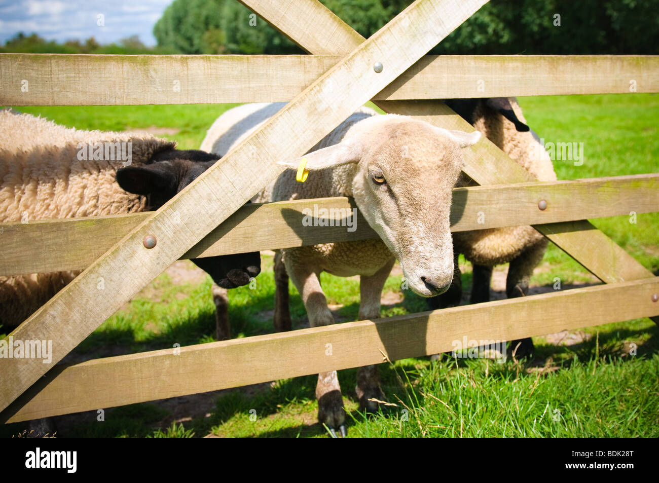 Sheep by gate at Stonehurst Farm Stock Photo - Alamy