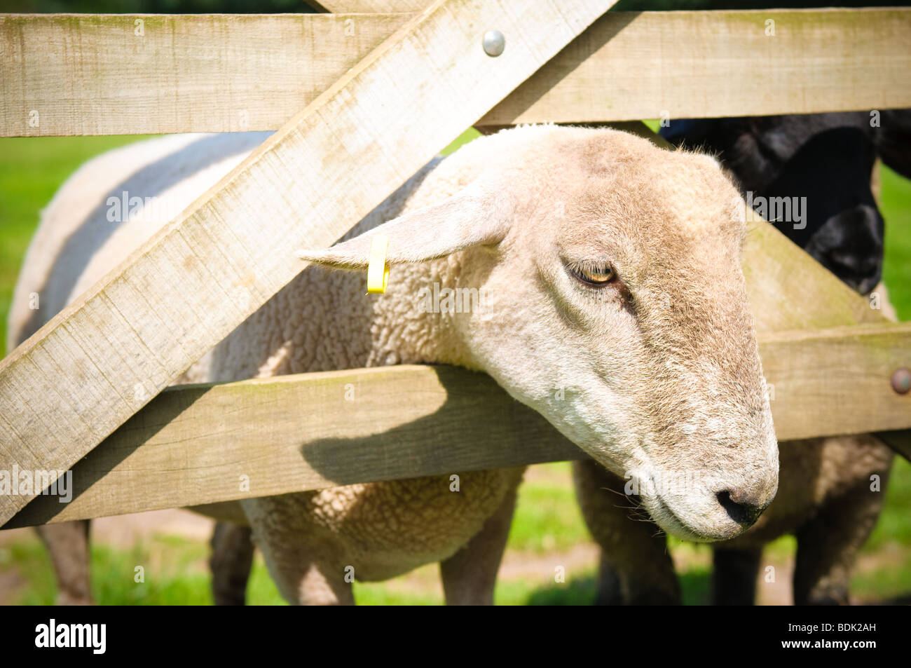 Sheep by gate at Stonehurst Farm Stock Photo - Alamy