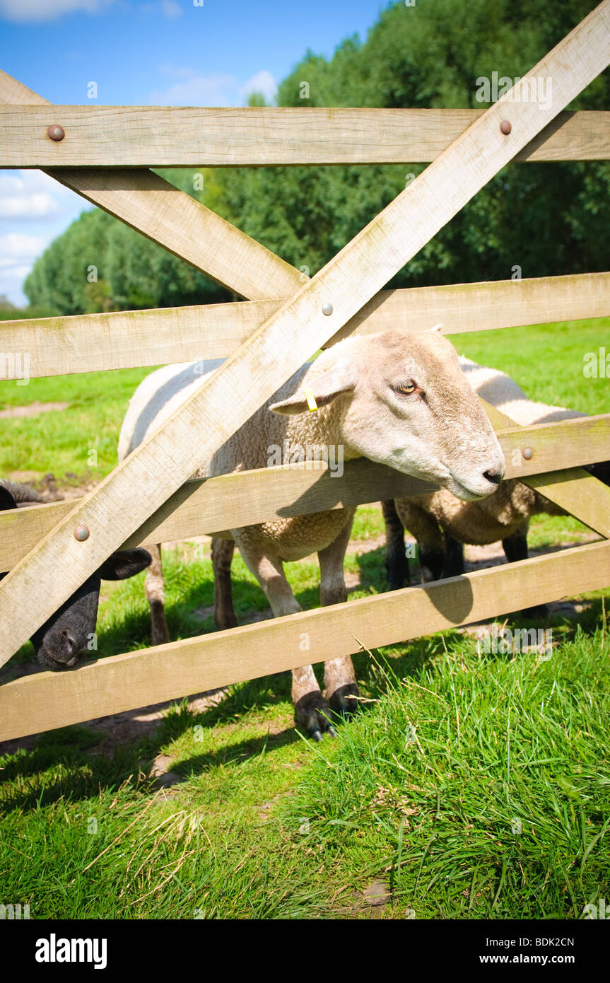 Sheep by gate at Stonehurst Farm Stock Photo - Alamy