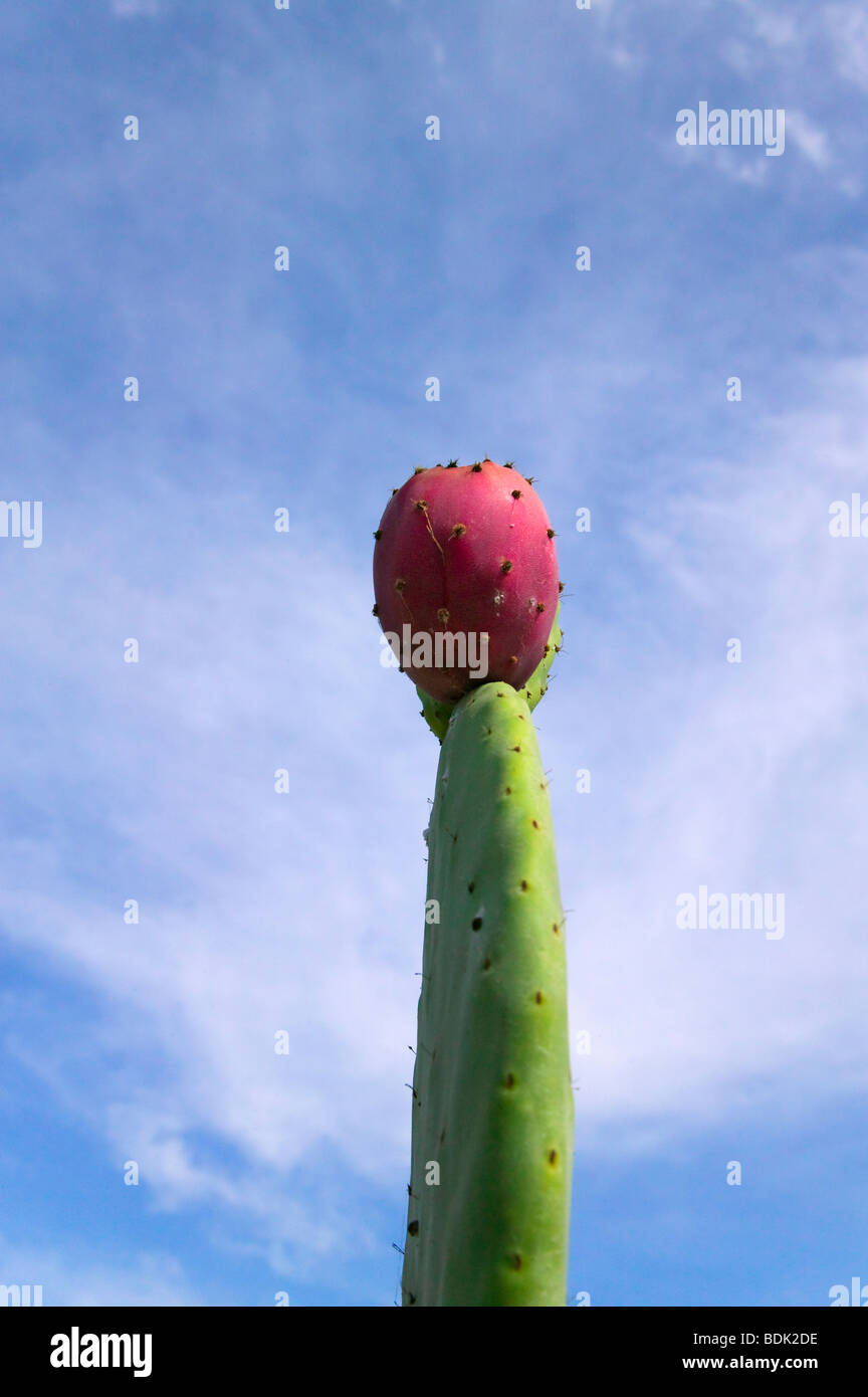Cacti in the desert, Peru Stock Photo - Alamy