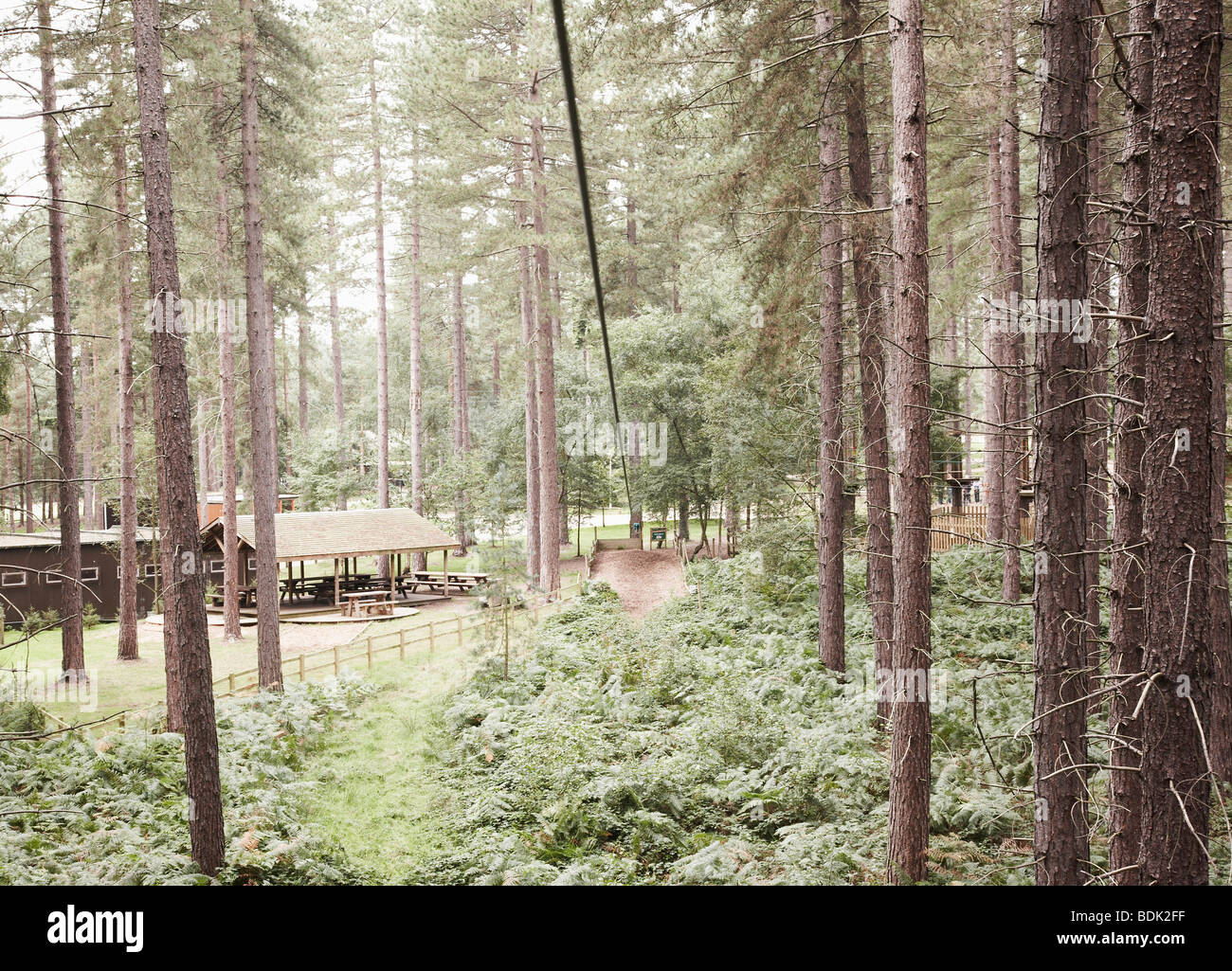 zip wire in a pine forest Stock Photo - Alamy