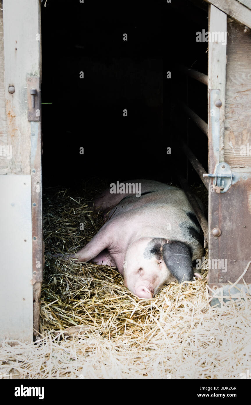 Pigs at Stonehurst Farm Park, Leicestershire Stock Photo - Alamy