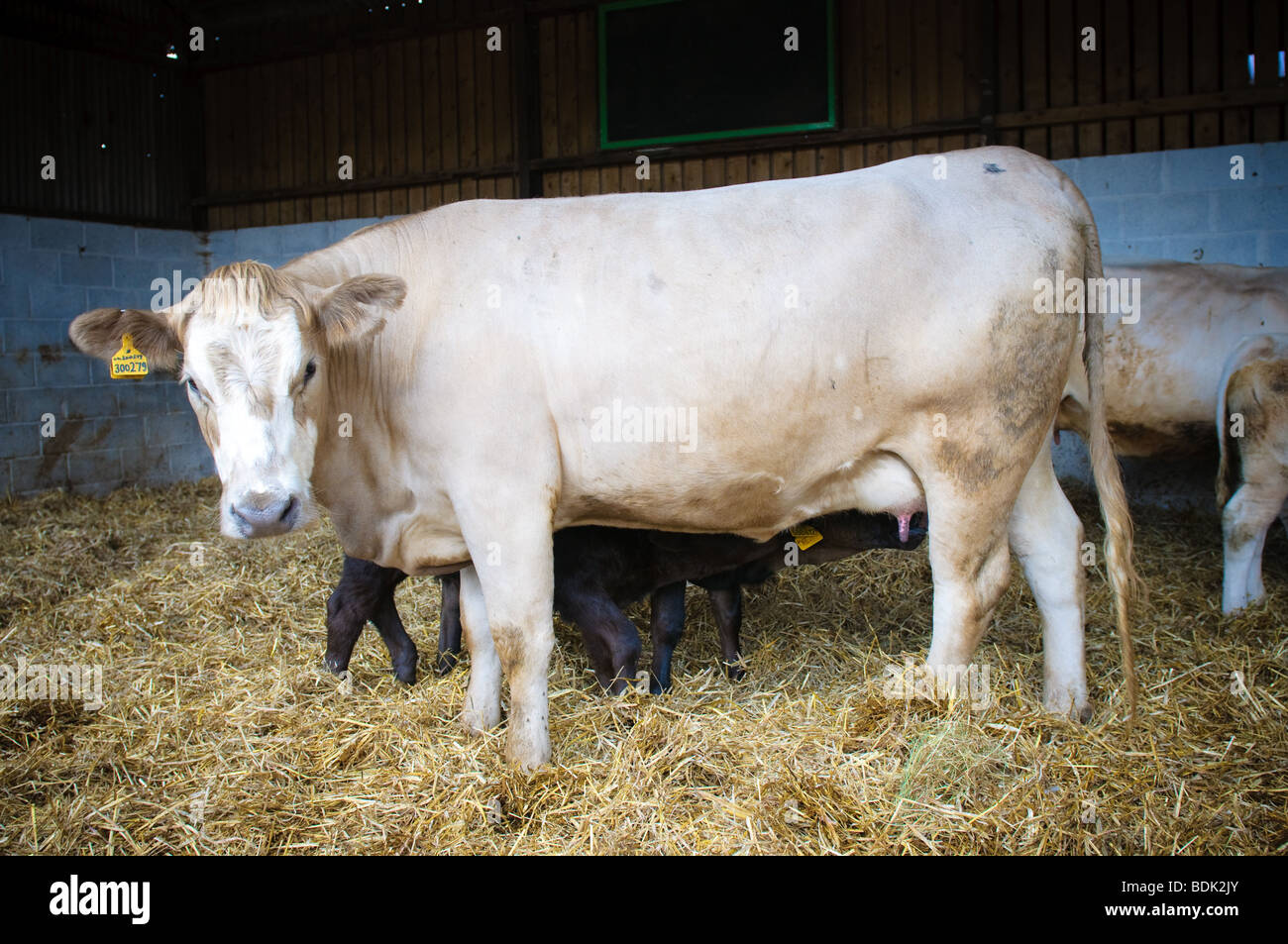 Stonehurst farm hi-res stock photography and images - Alamy
