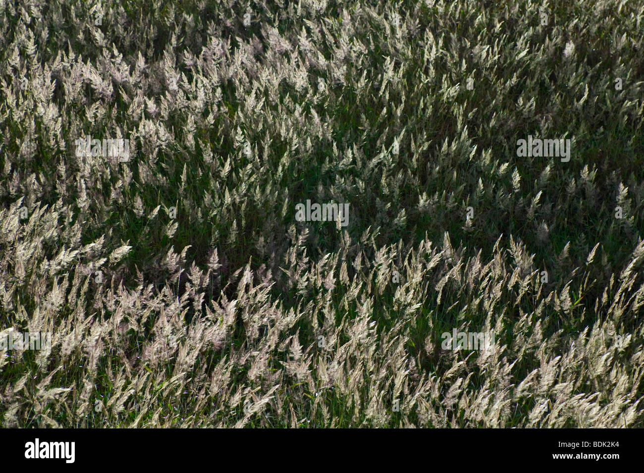 Grass, Easter Island, Chile Stock Photo - Alamy