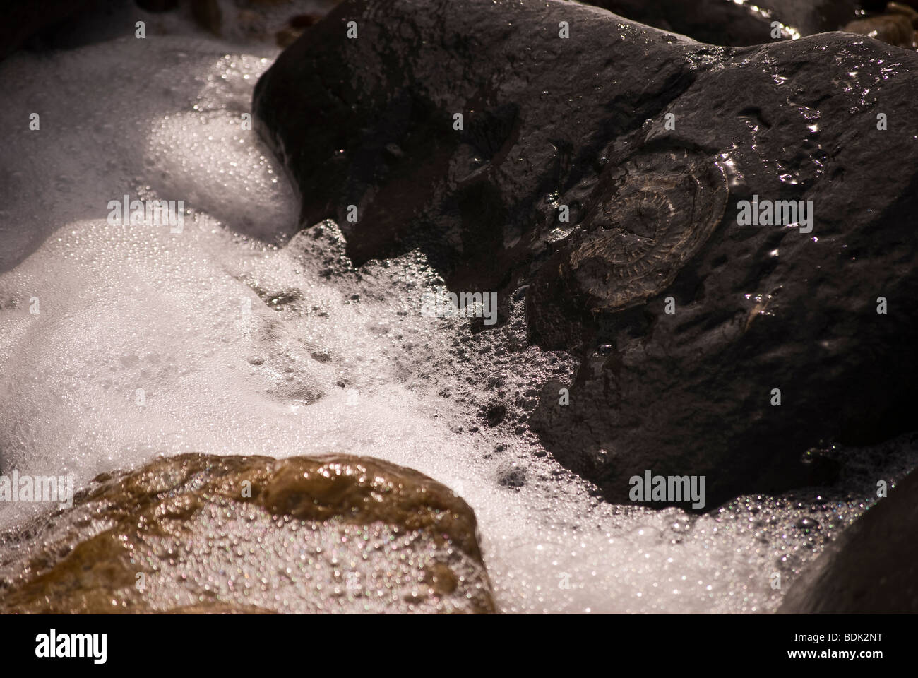 Fossil imprint on beach Stock Photo - Alamy