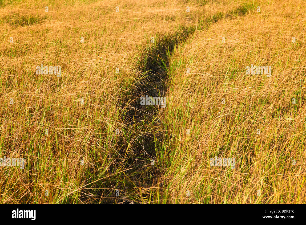 Path through tall grass, Easter Island, Chile Stock Photo - Alamy