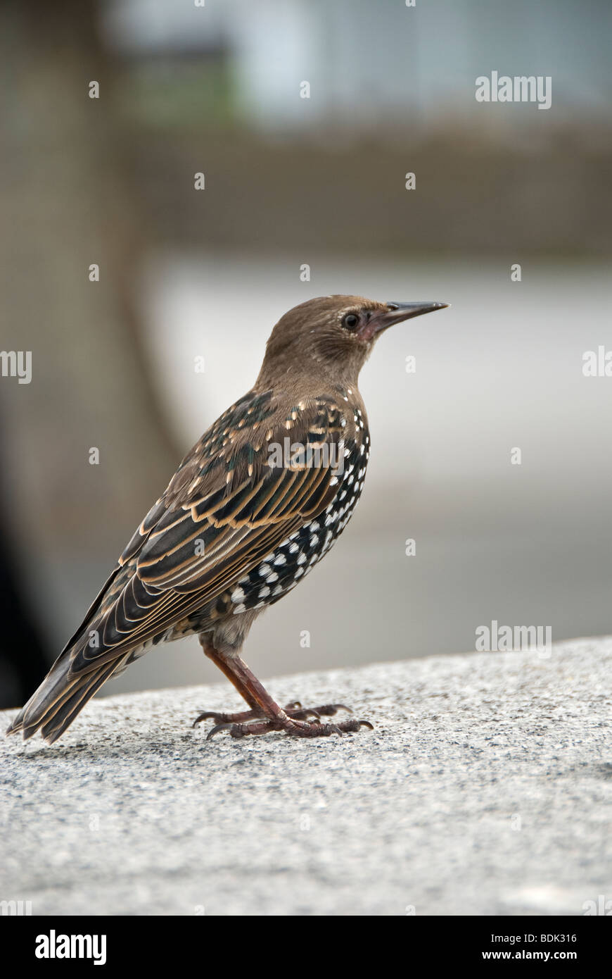 Common starling portrait hi-res stock photography and images - Alamy