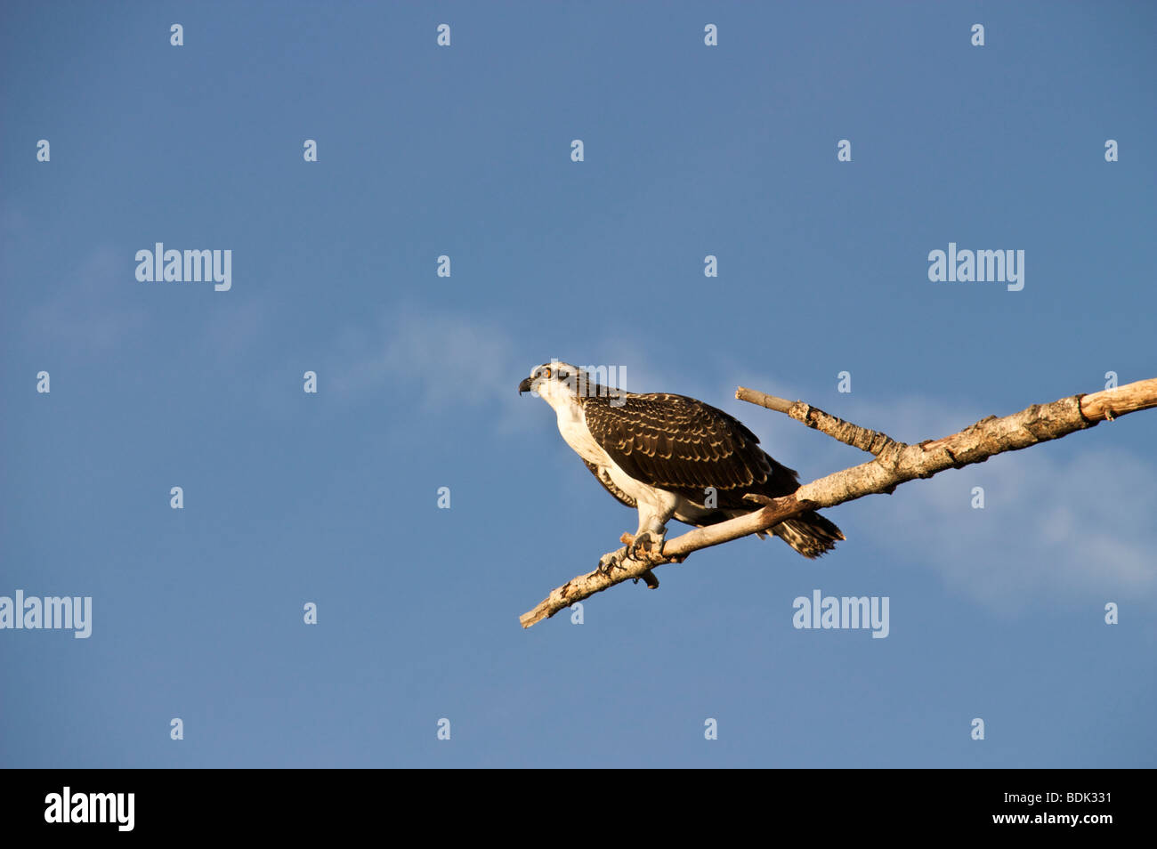 Osprey, Montana Also called sea hawk or fish hawk Stock Photo - Alamy
