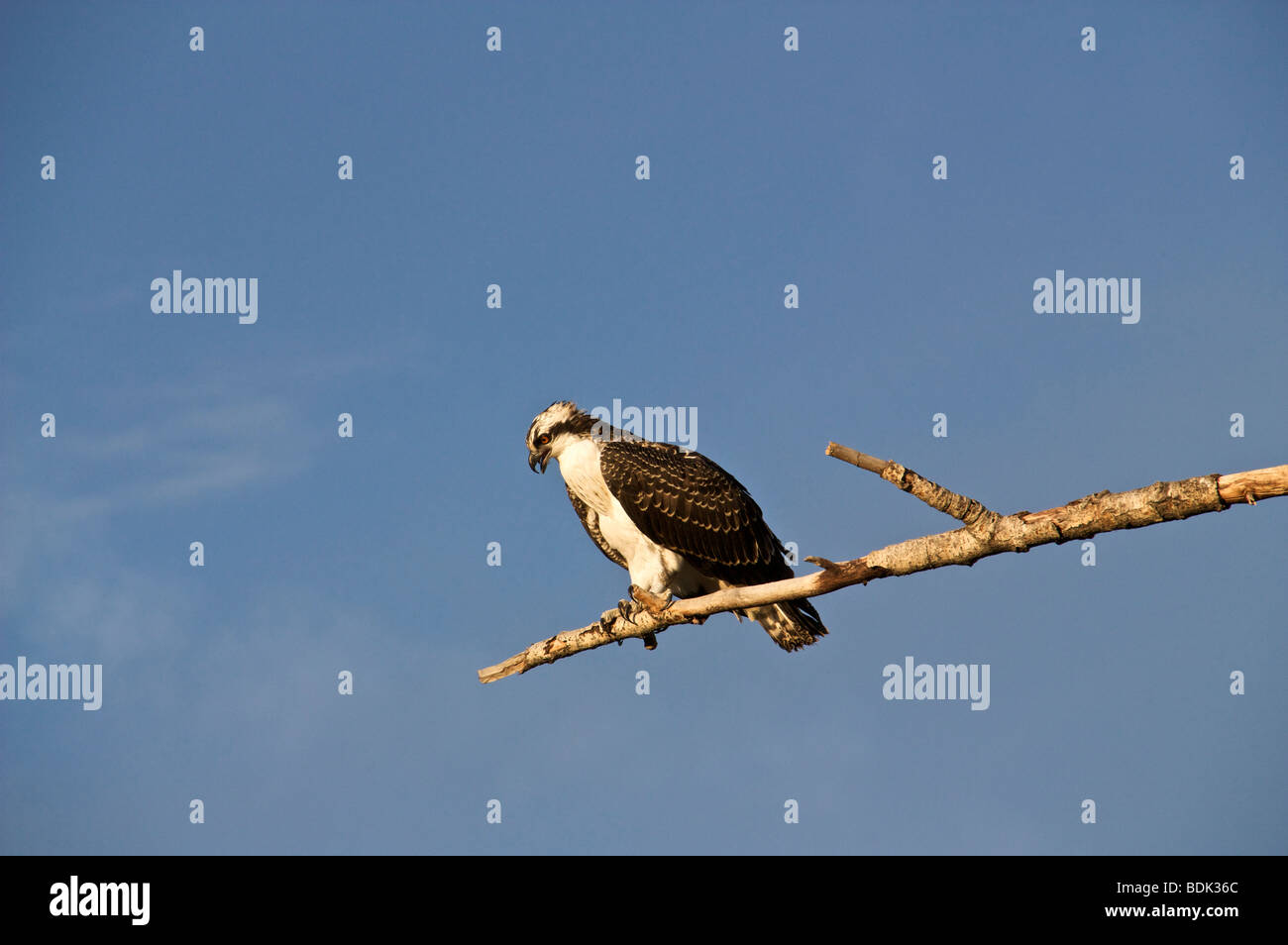 Osprey, Montana. Also called sea hawk or fish hawk Stock Photo - Alamy