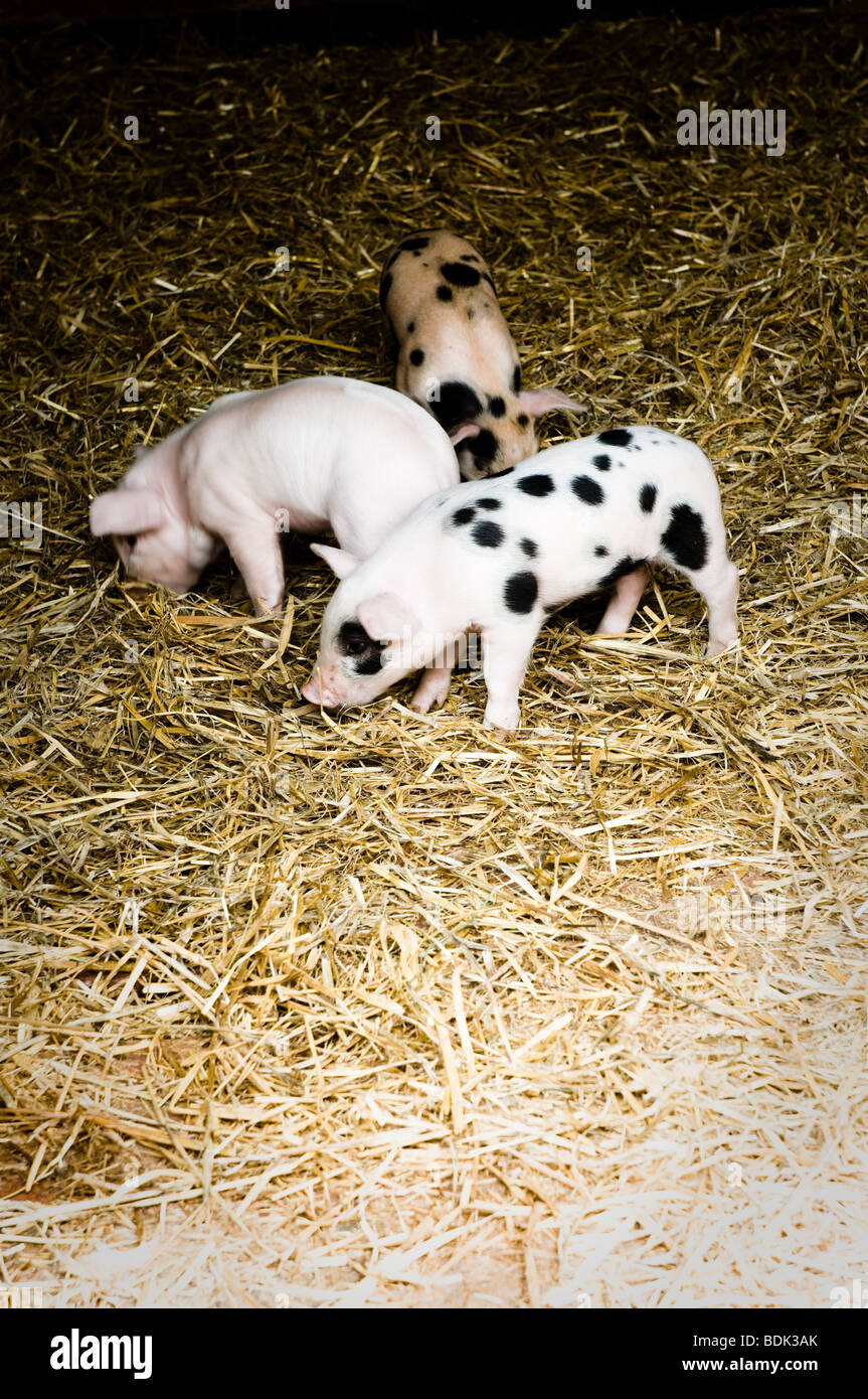 Stonehurst Farm High Resolution Stock Photography and Images - Alamy