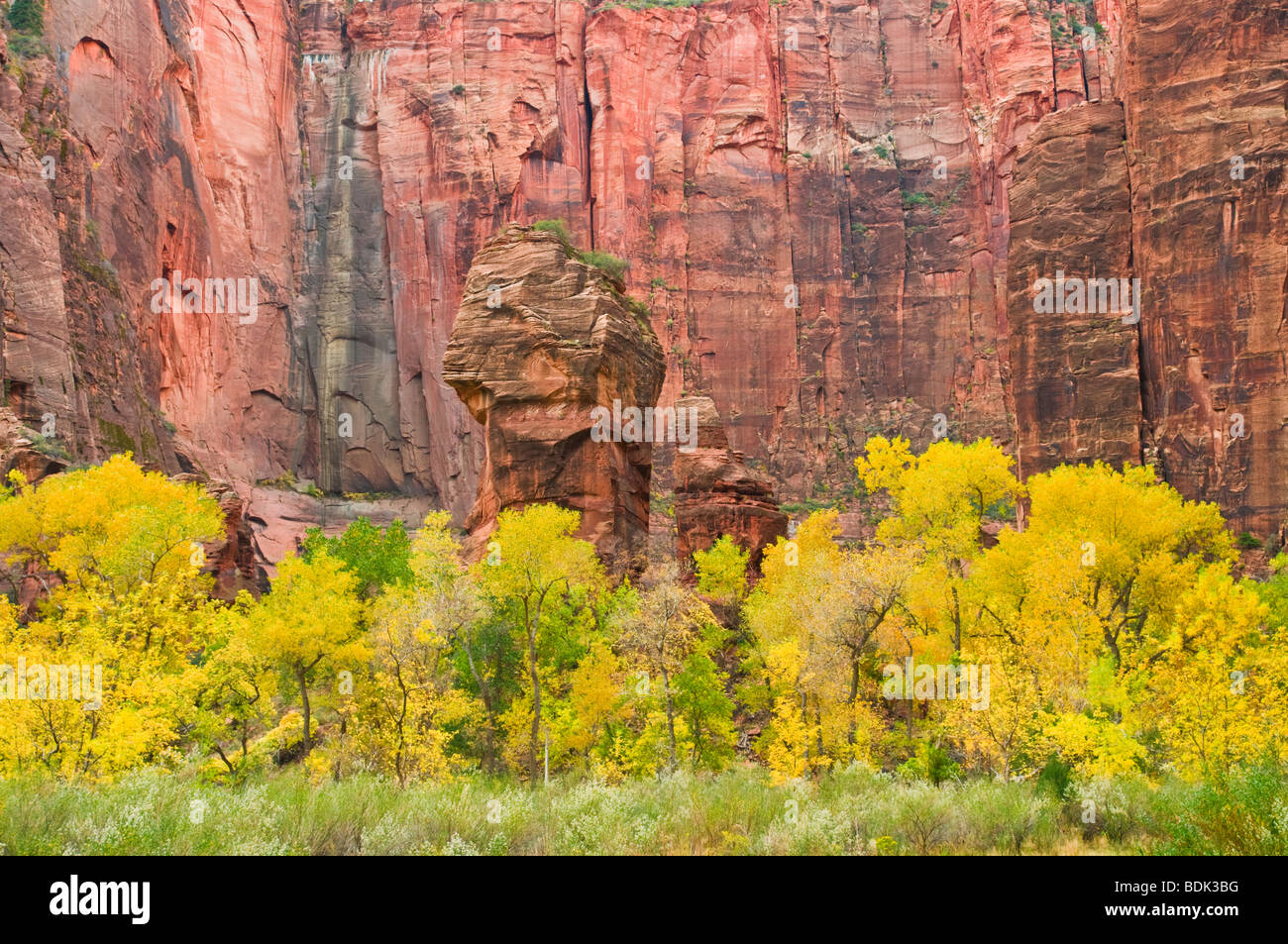 Fall cottonwoods under the Alter and Pulpit rocks in Zion Canyon, Zion ...