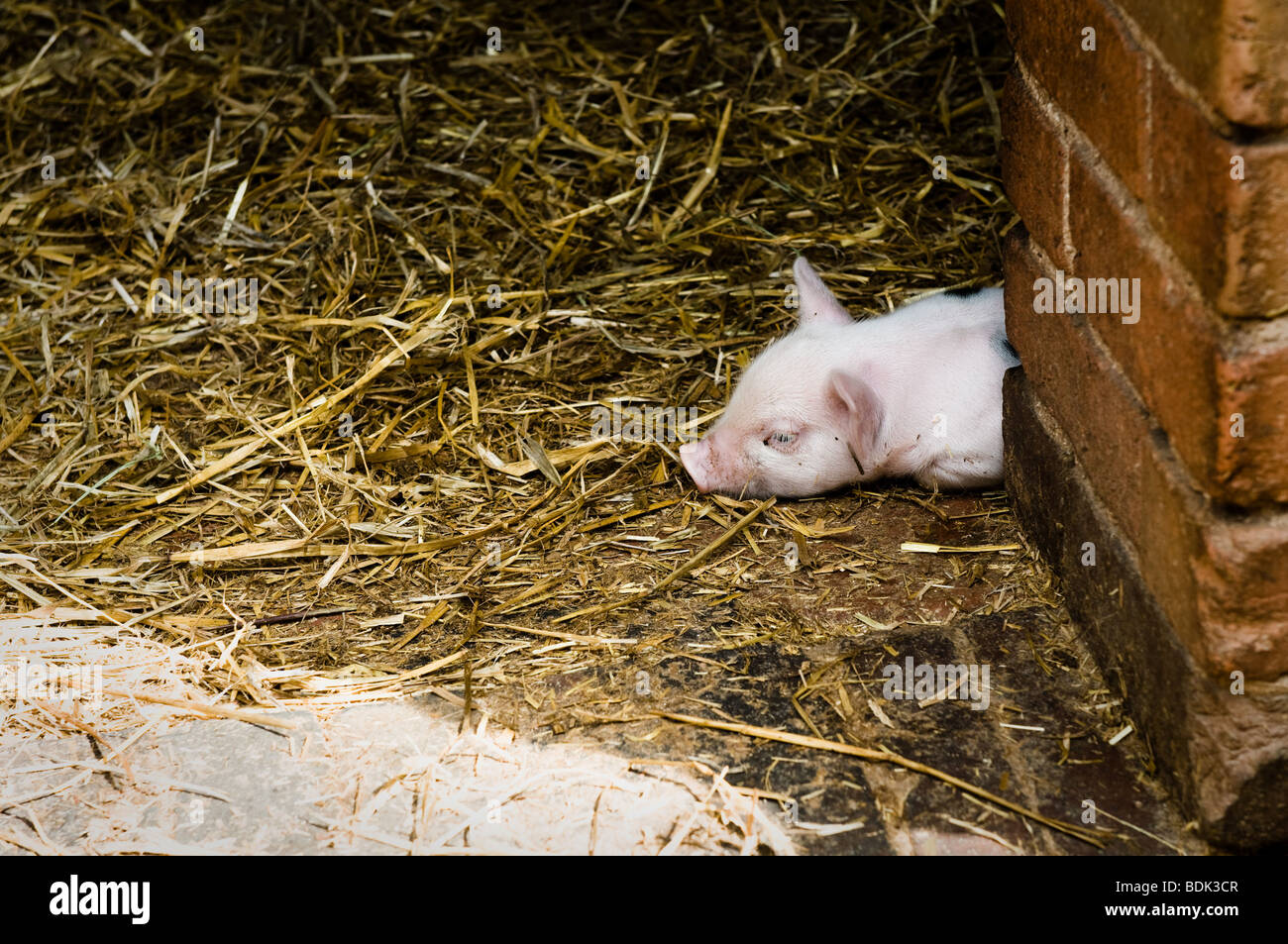Pigs at Stonehurst Farm Park, Leicestershire Stock Photo - Alamy