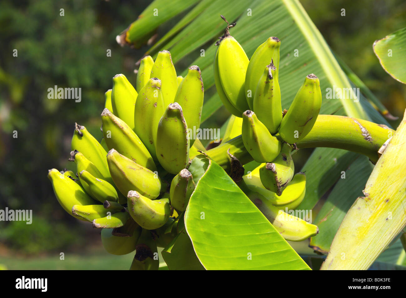 Hawaii bananas hi-res stock photography and images - Alamy
