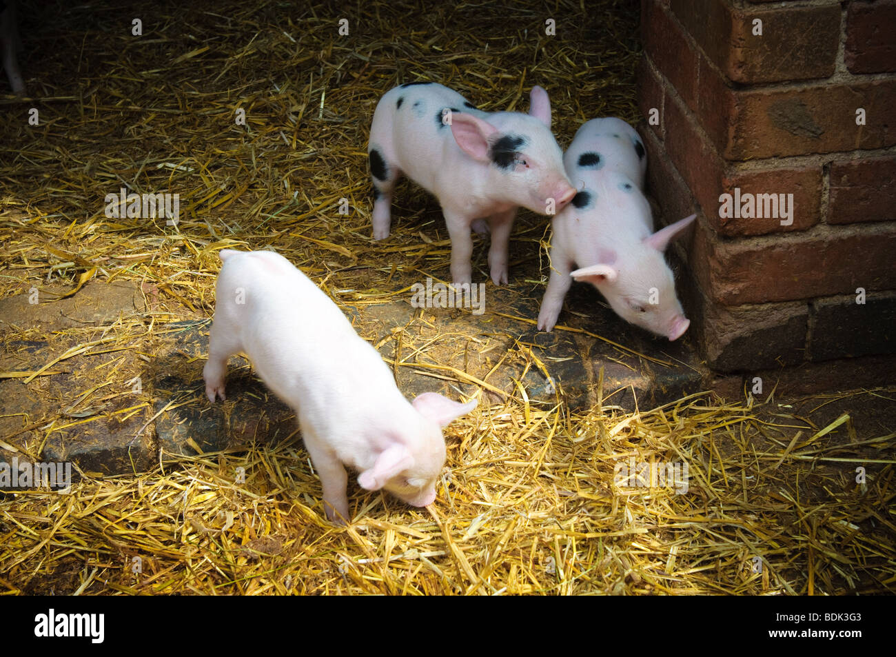 Stonehurst family farm hi-res stock photography and images - Alamy