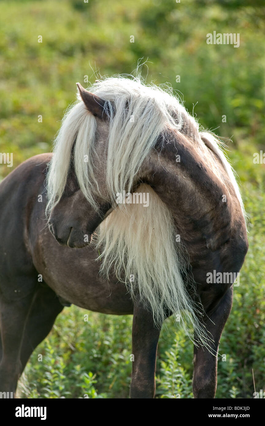 wild pony at Grayson Highlands State Park in Virginia, USA with very ...