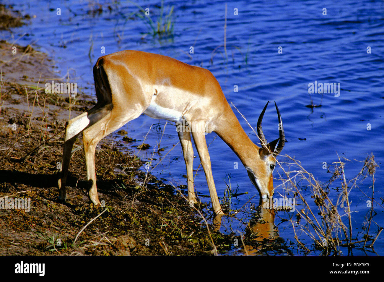 Impala drinking at river bank Stock Photo - Alamy