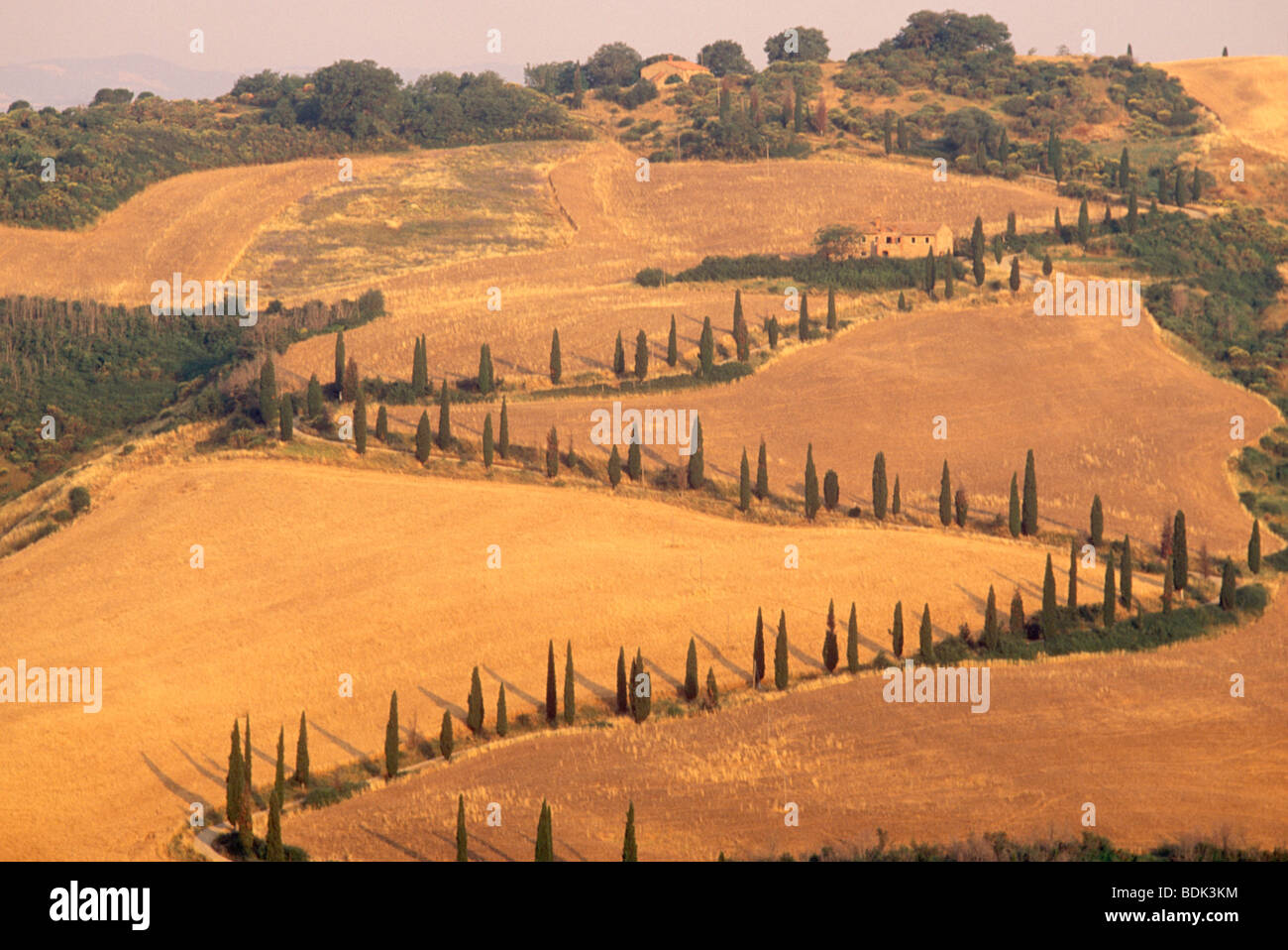 Poplar-lined switchback, road leading up to farmhouse near La Foce ...
