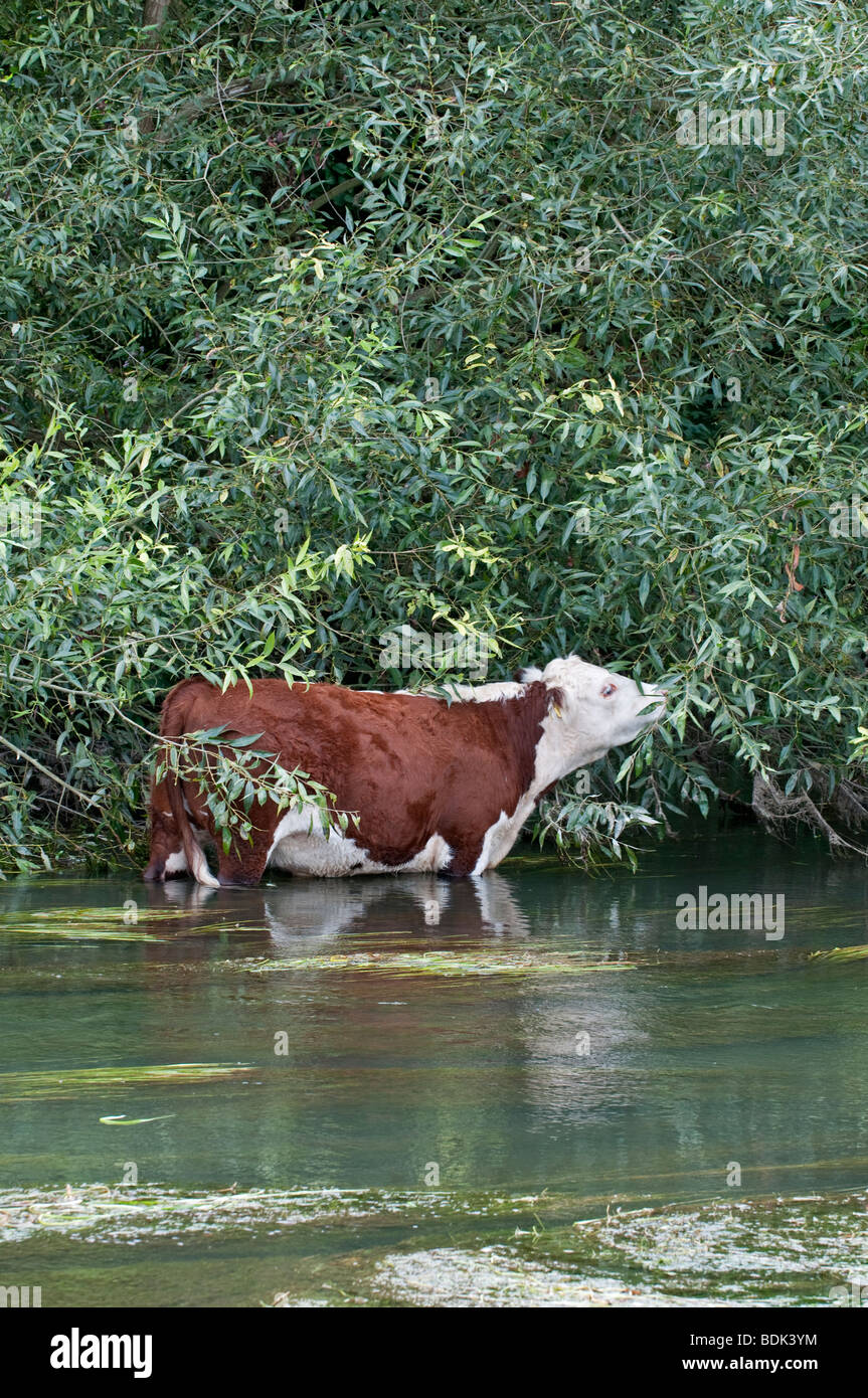 cow feeding on willow leaves, standing in river Stock Photo - Alamy