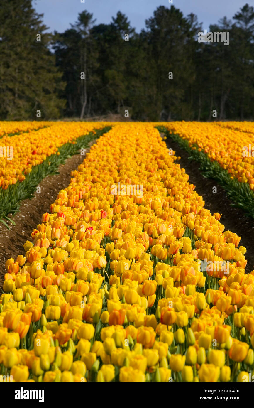 Tulip fields in a field near Spalding Stock Photo - Alamy