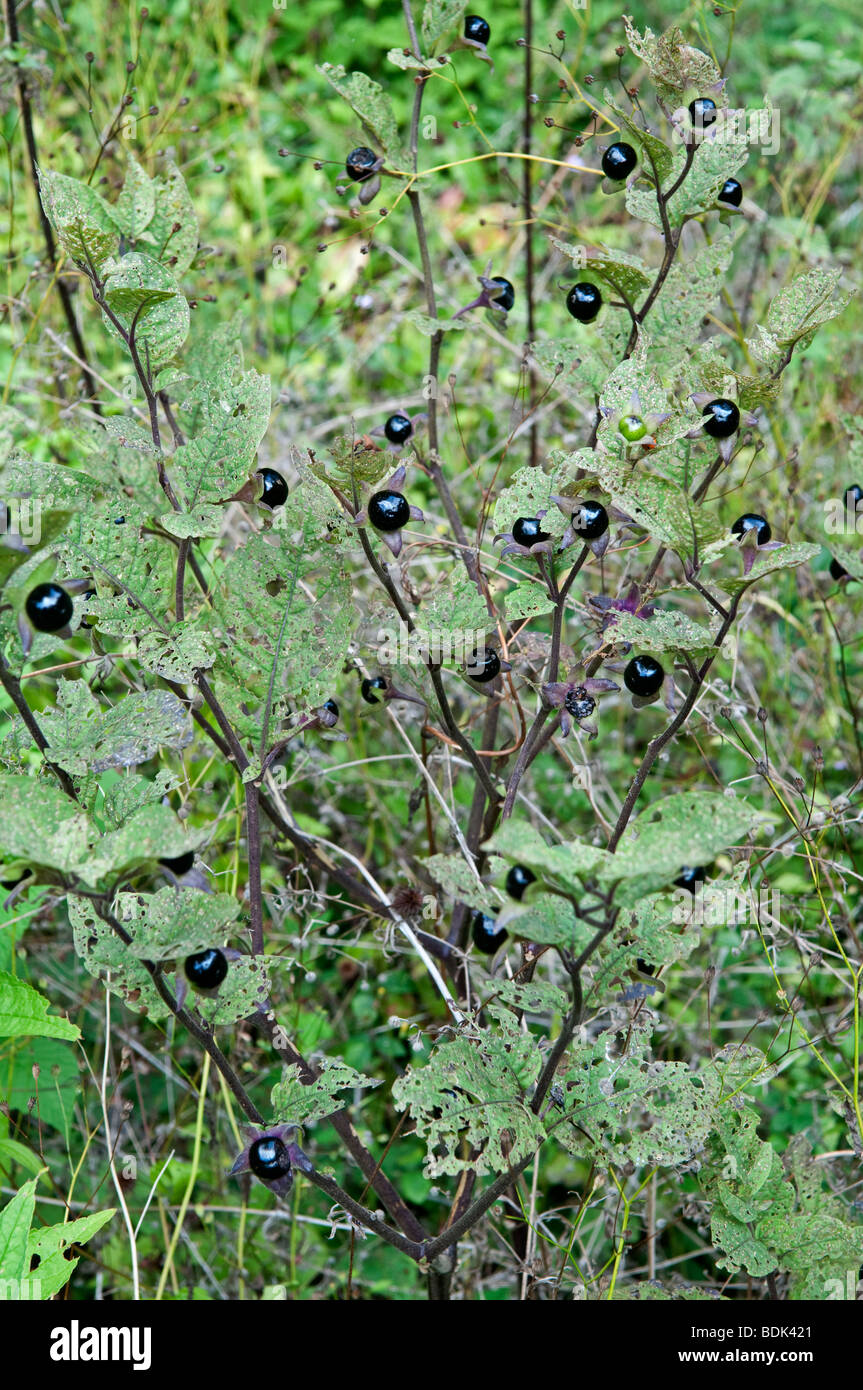 Deadly Nightshade: Atropa belladonna Stock Photo - Alamy