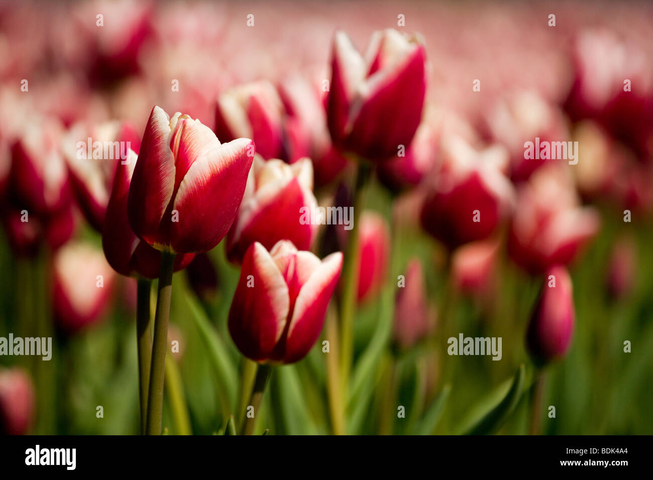 Tulip fields in a field near Spalding Stock Photo - Alamy