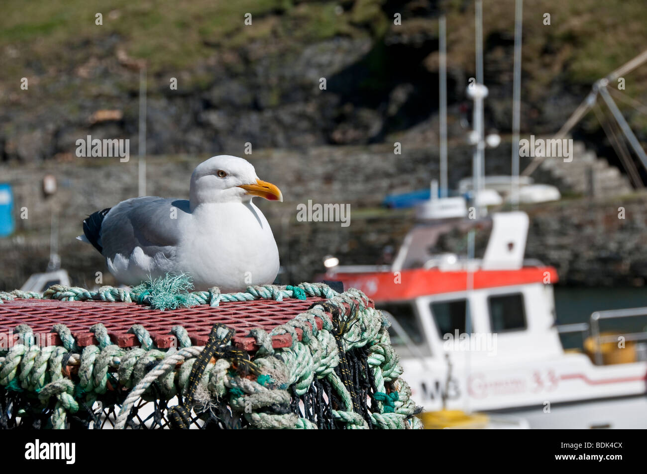 Coast gull bird hi-res stock photography and images - Alamy