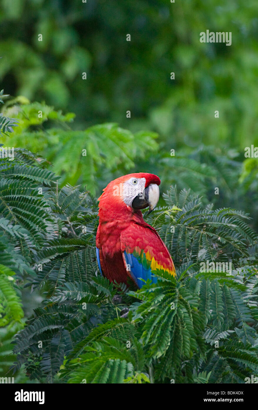 Scarlet Macaw in the forest, Tambopata Amazon Jungle, Peru Stock Photo ...