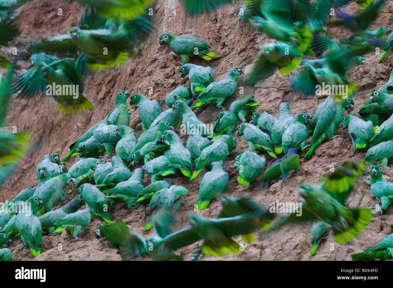 Parrots clay lick, Tambopata Amazon Jungle, Peru Stock Photo - Alamy