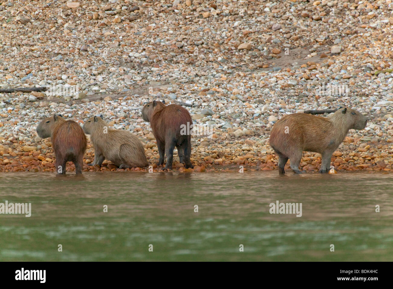 Capybara by the river, Tambopata Amazon Jungle, Peru Stock Photo - Alamy