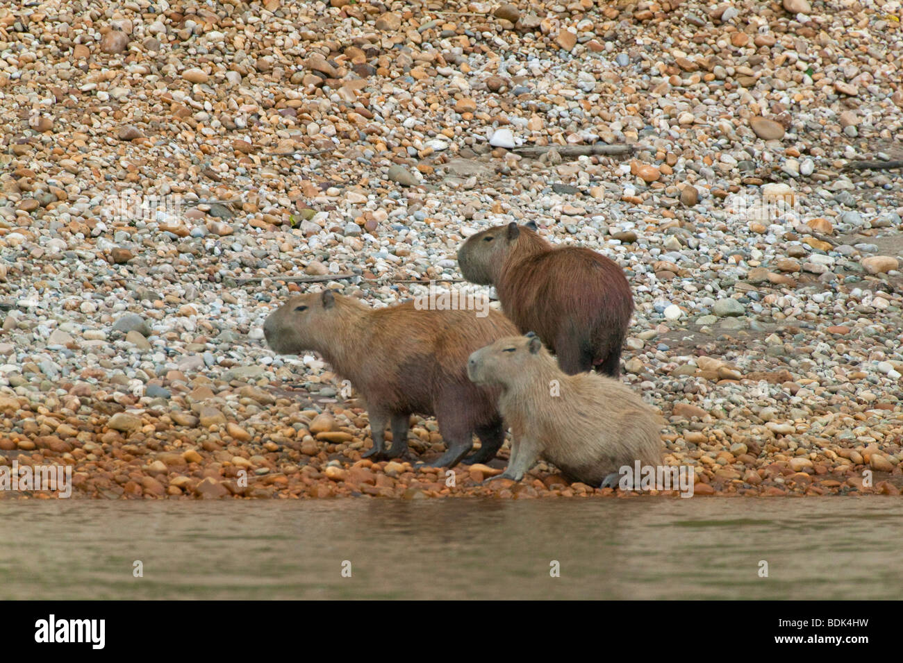 Capybara by the river, Tambopata Amazon Jungle, Peru Stock Photo - Alamy