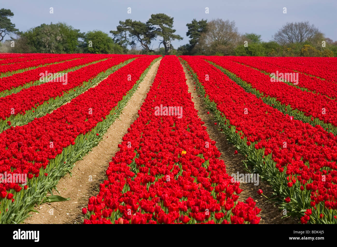 Tulip fields in a field near Spalding Stock Photo - Alamy