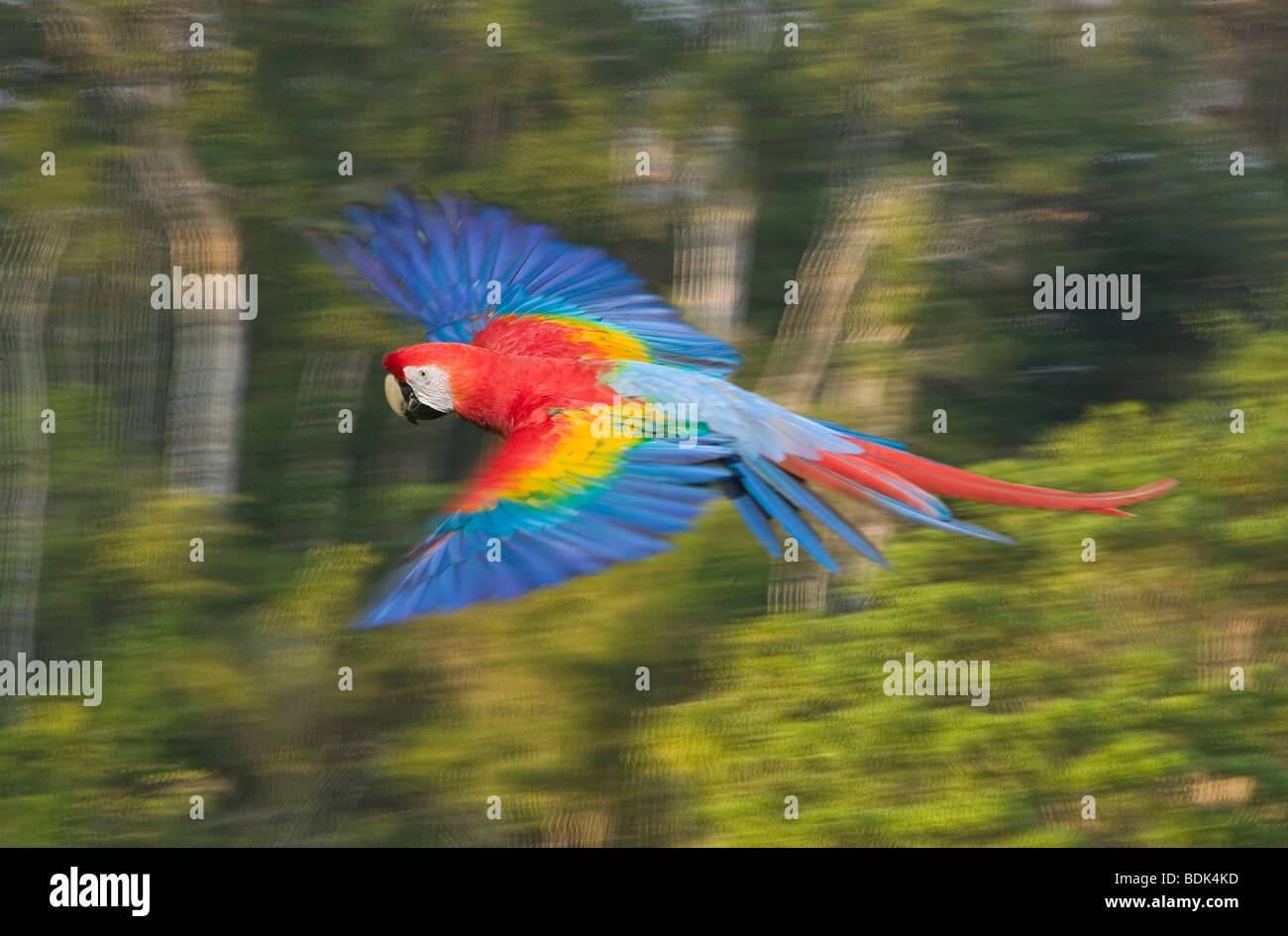Scarlet Macaw in the forest, Tambopata Amazon Jungle, Peru Stock Photo ...