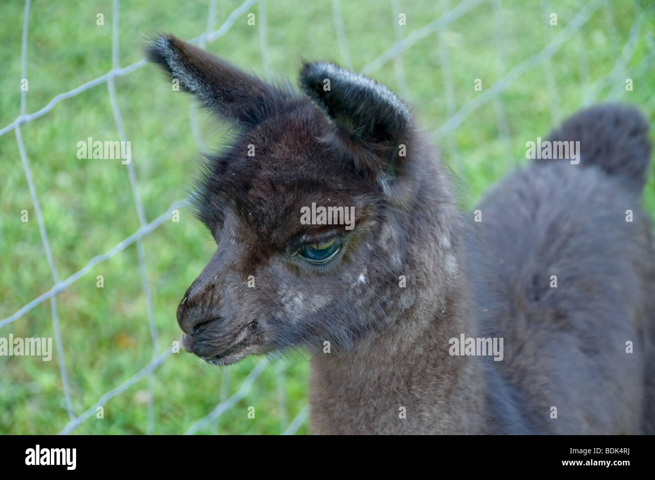 Baby llama hi-res stock photography and images - Alamy