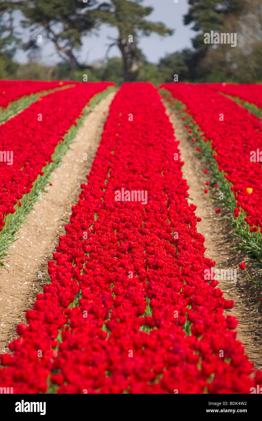 Bulb fields, lincolnshire hi-res stock photography and images - Alamy