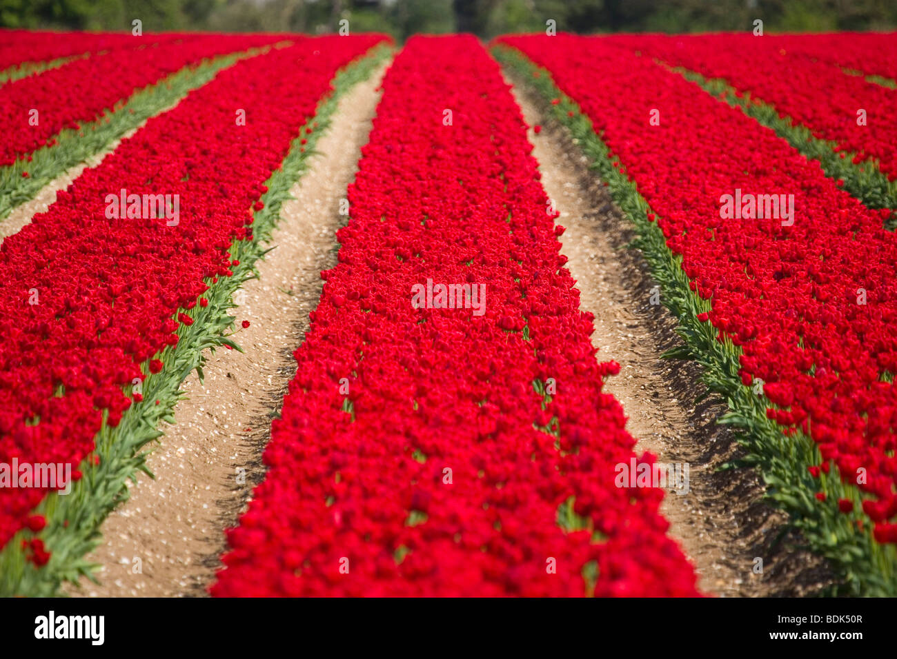 Tulip fields in a field near Spalding Stock Photo - Alamy